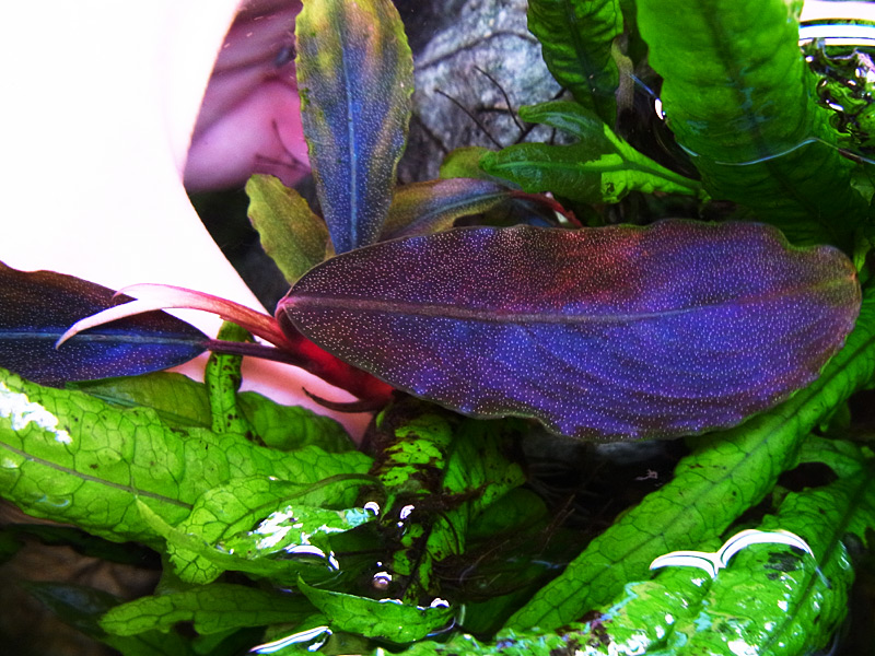 Achtung! My Bucephalandra Page: Buce. sp. "Super Blue"